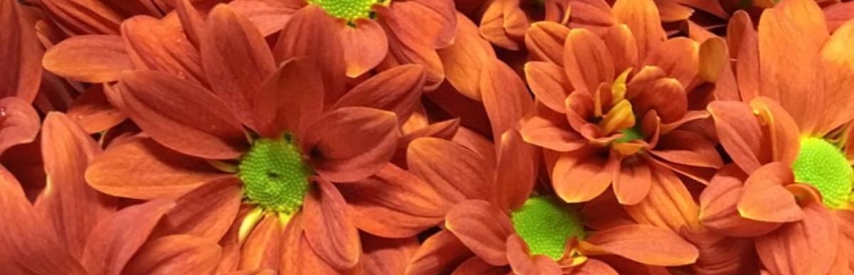 Fall Garden & Mum Show | City of Hamilton